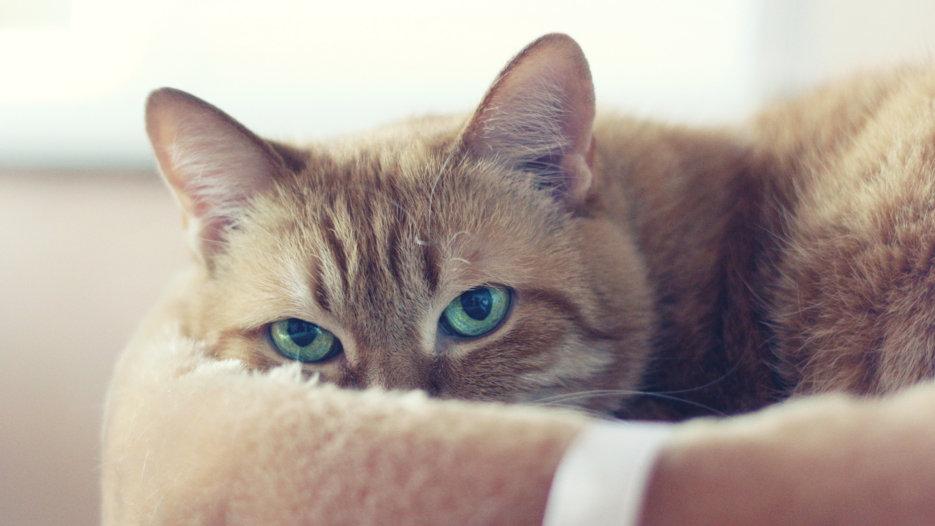 Katzen beruhigen: Tipps und Tricks für eine entspannte Katze – Annimally